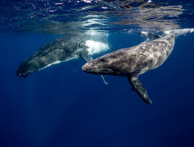 De leukste walvis weetjes - Wist je dat weetjes