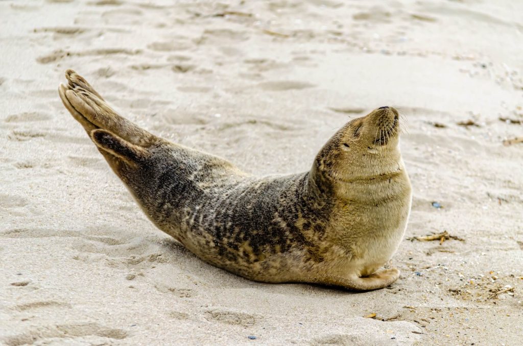 Weetjes over de zeehond - Wist je dat weetjes